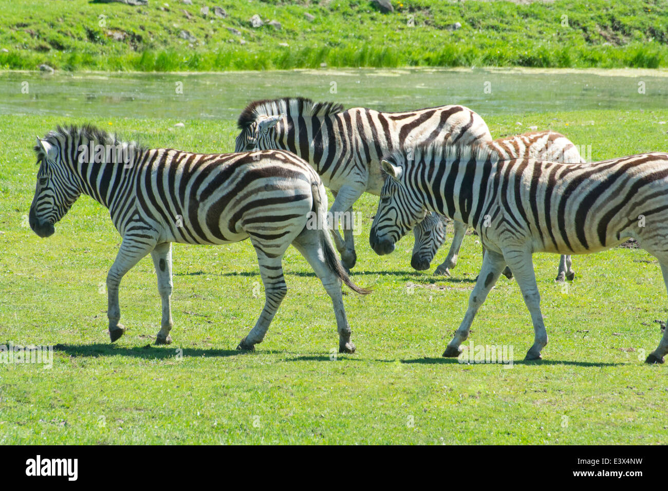Zebras on the move Stock Photo - Alamy
