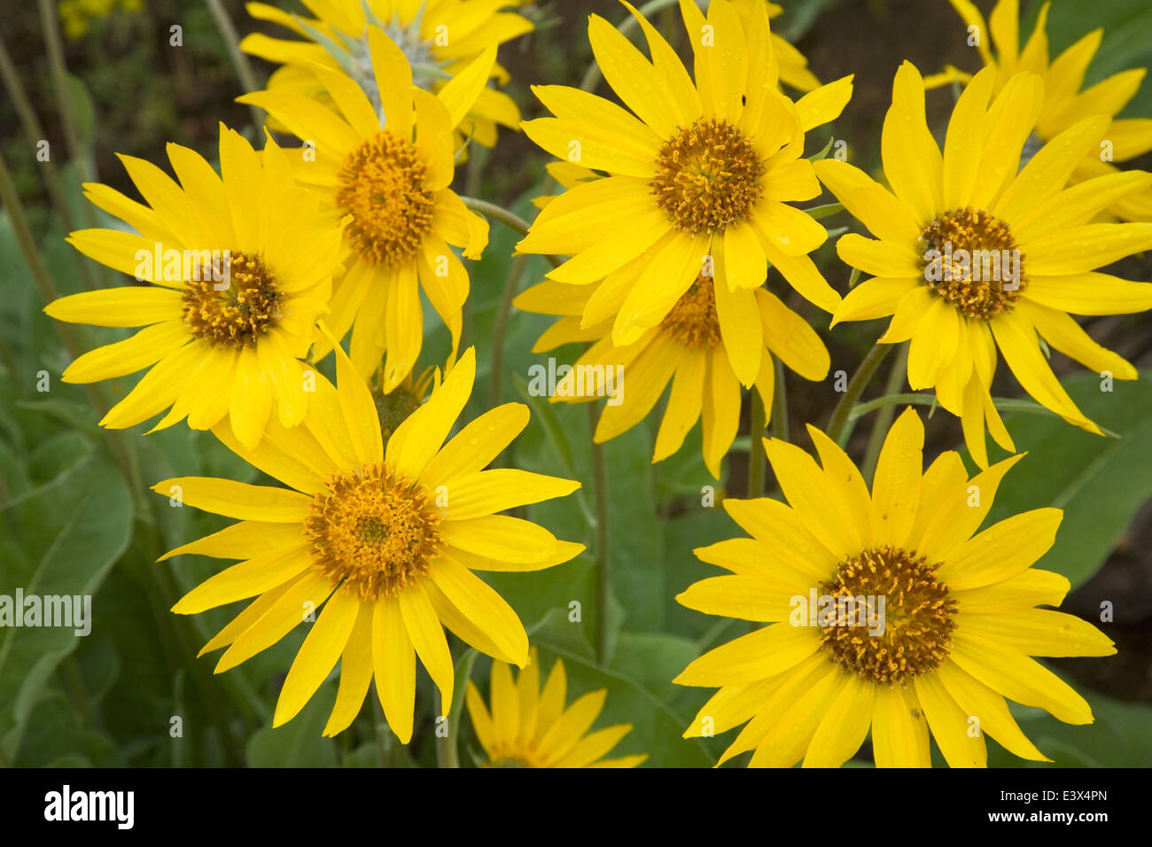 USA, Washington, Okanogan National Forest, Arrowleaf Balsam Root Stock ...