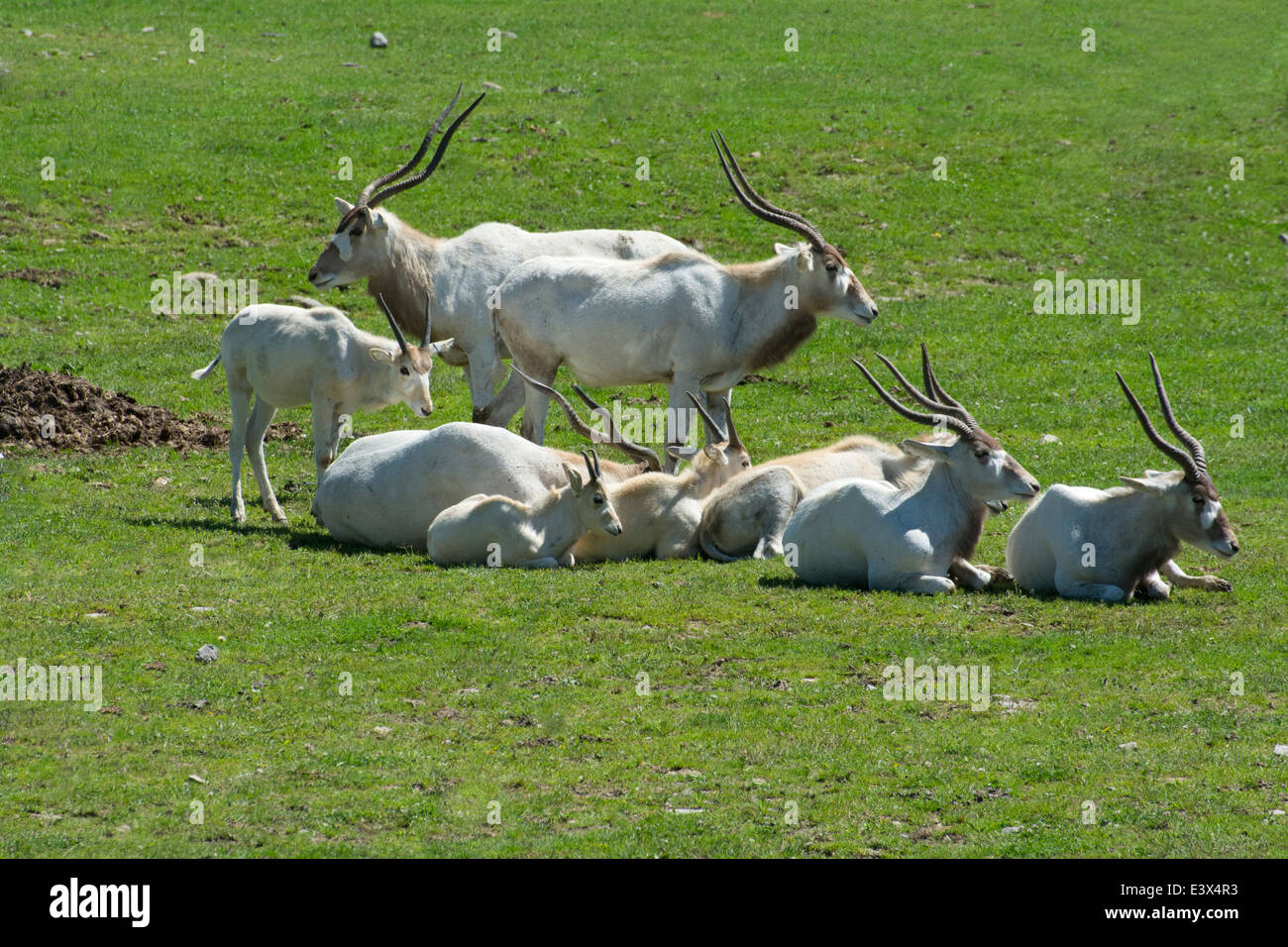 A group of Addax Stock Photo - Alamy
