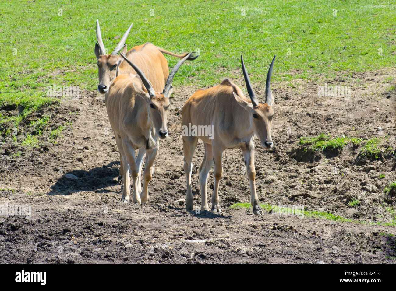 Common elands hi-res stock photography and images - Alamy