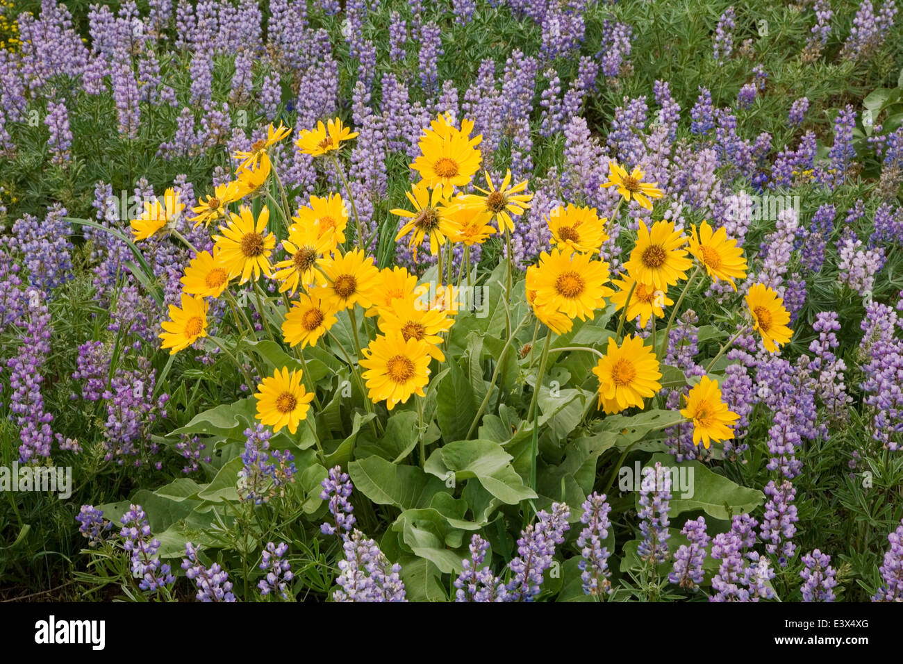 USA, Washington, Okanogan National Forest, , Arrowleaf Balsam Root and ...