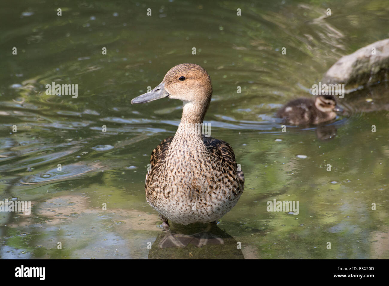 A female Northern Pintail Duck Stock Photo - Alamy
