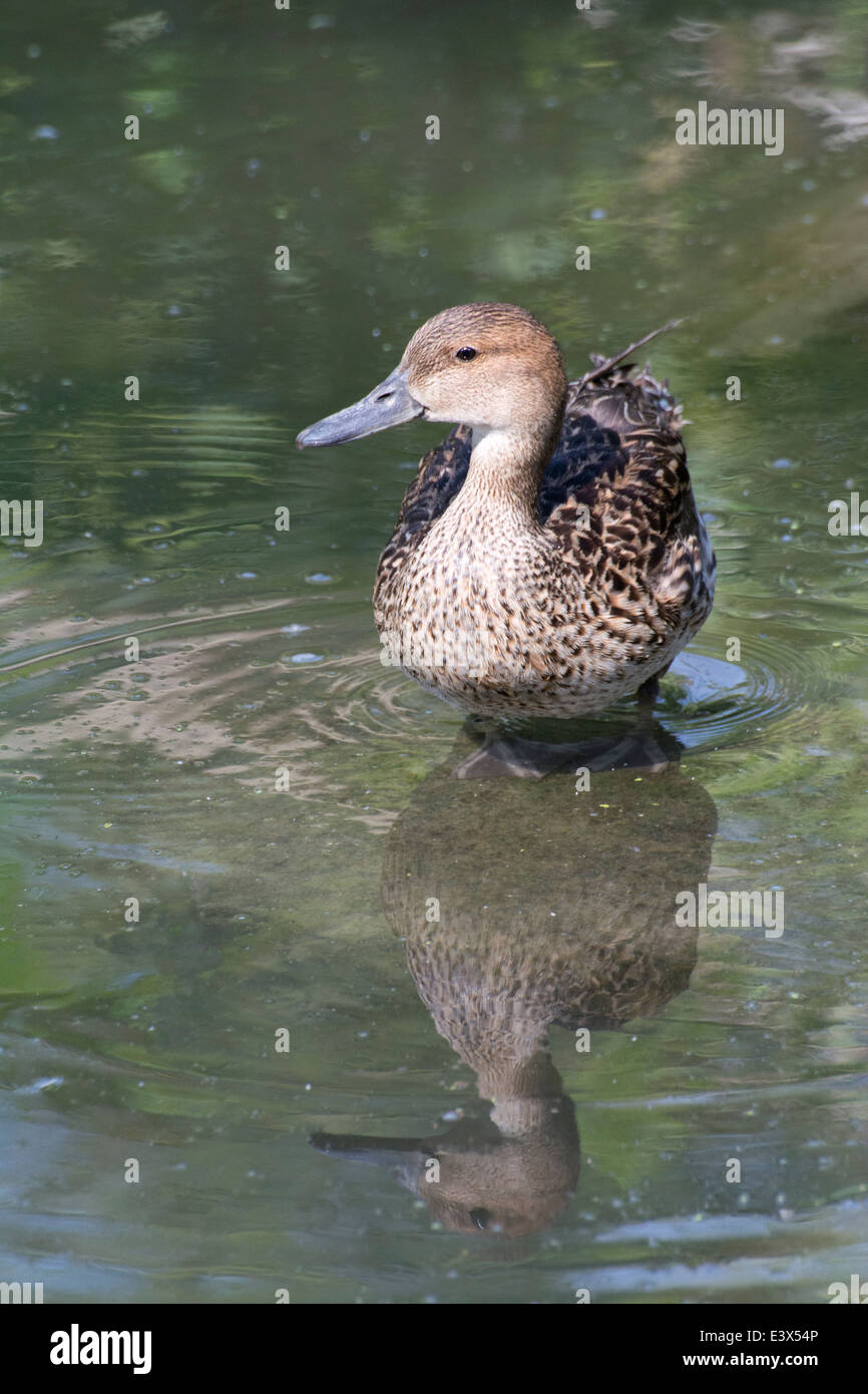A female Northern Pintail Duck Stock Photo - Alamy