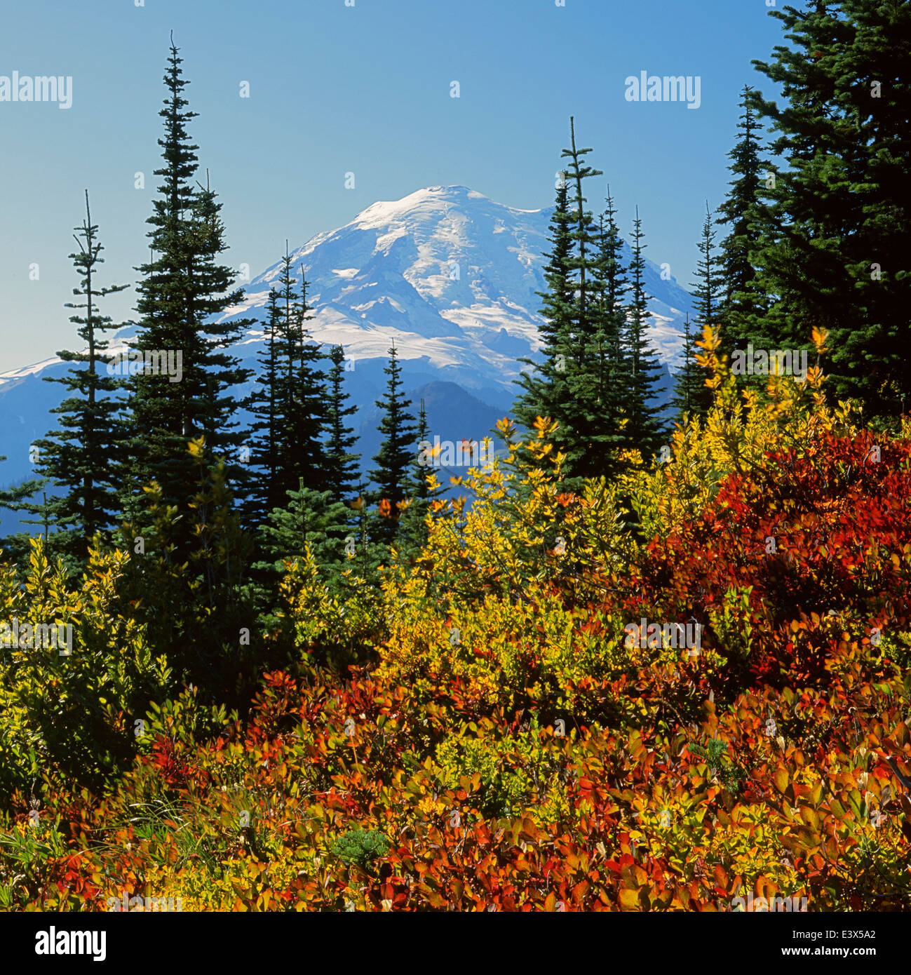 USA, Washington, Mt. Rainier National Park, Chinook Pass, Mt. Rainier ...
