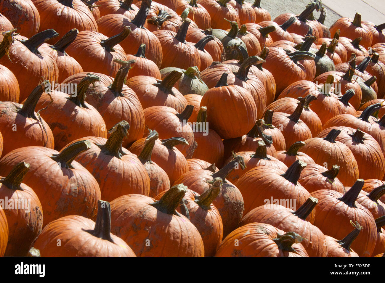 Abstract view of a pumpkin patch Stock Photo - Alamy