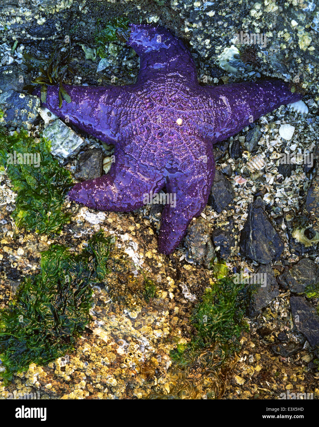 Washington starfish hi-res stock photography and images - Alamy
