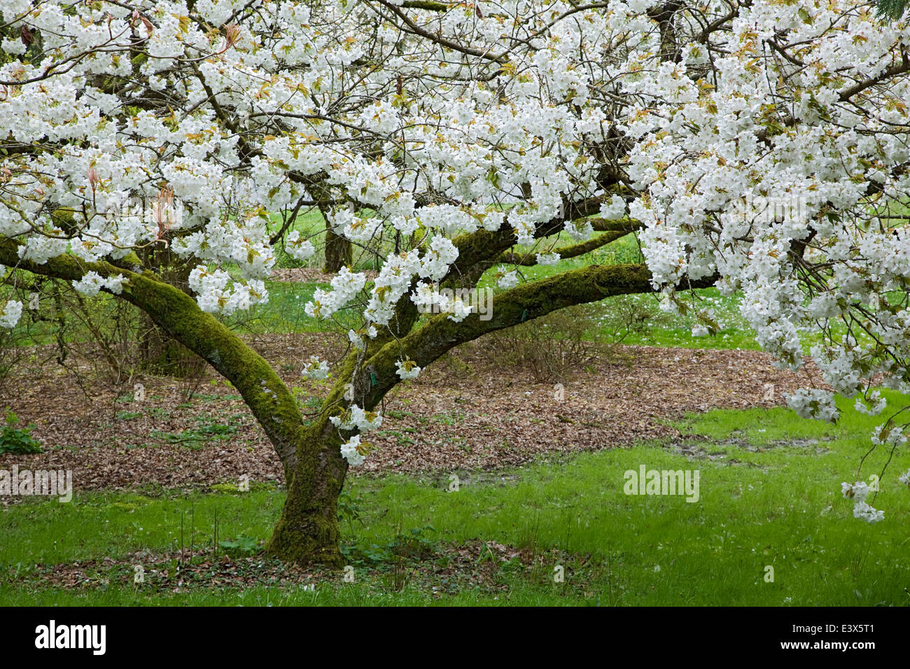 University of washington botanic garden hi-res stock photography and ...