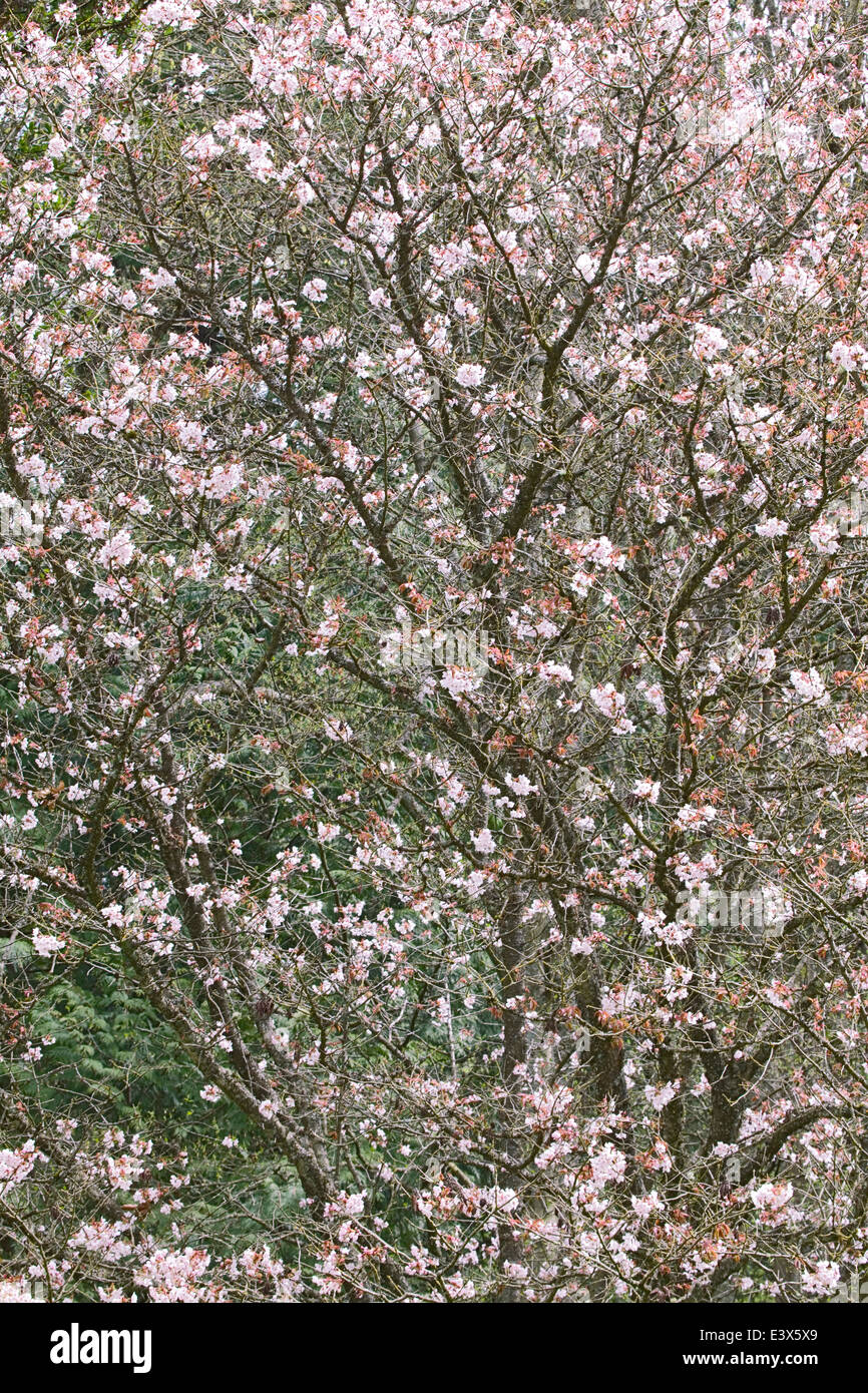 USA, Washington, Seattle, Washington Park Arboretum, University of ...