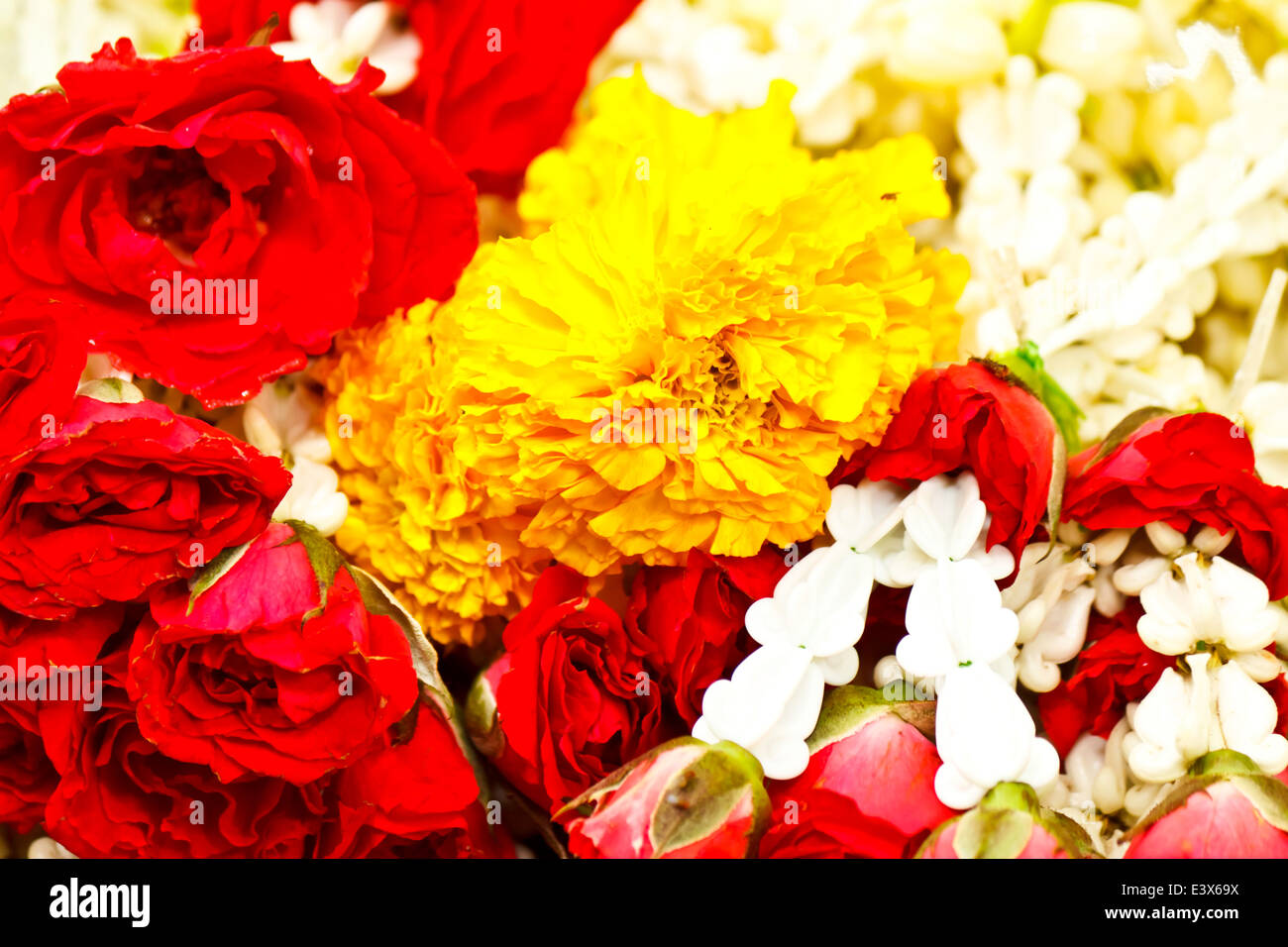 beauty of flower Stock Photo - Alamy