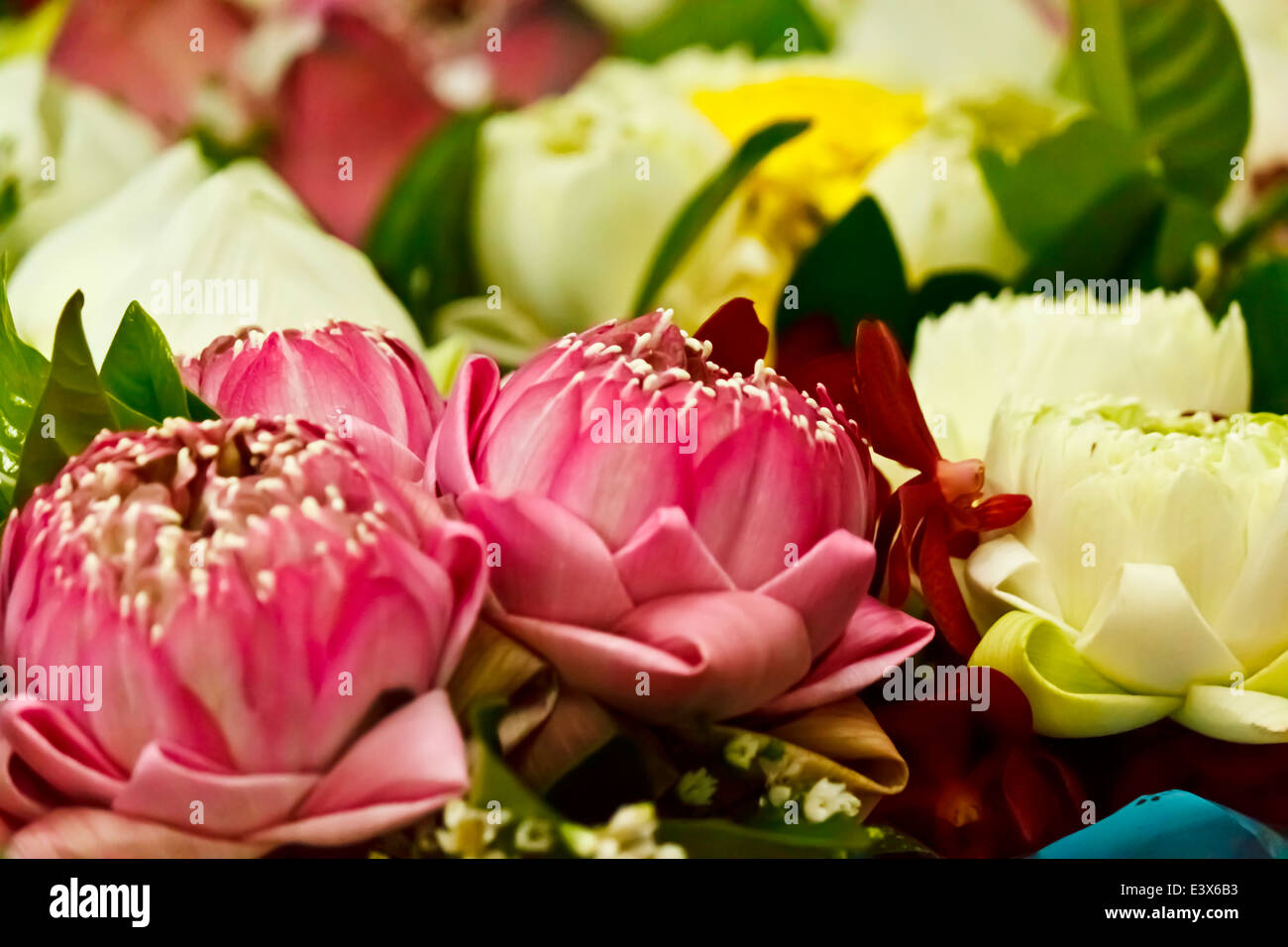 beauty of flower Stock Photo - Alamy