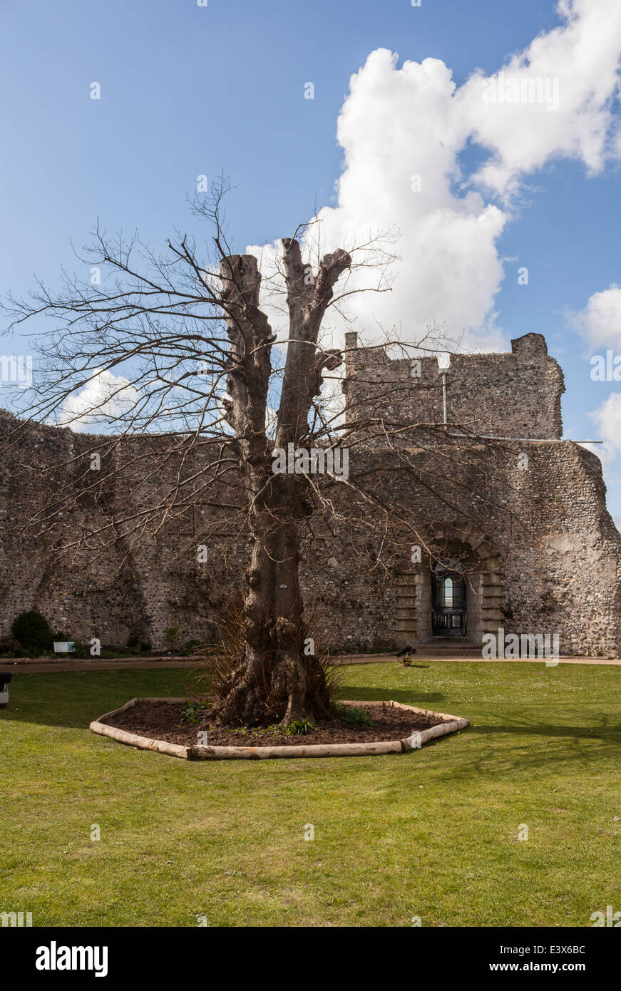 Courtyard tree in Norman Castle at Lewes England Stock Photo - Alamy