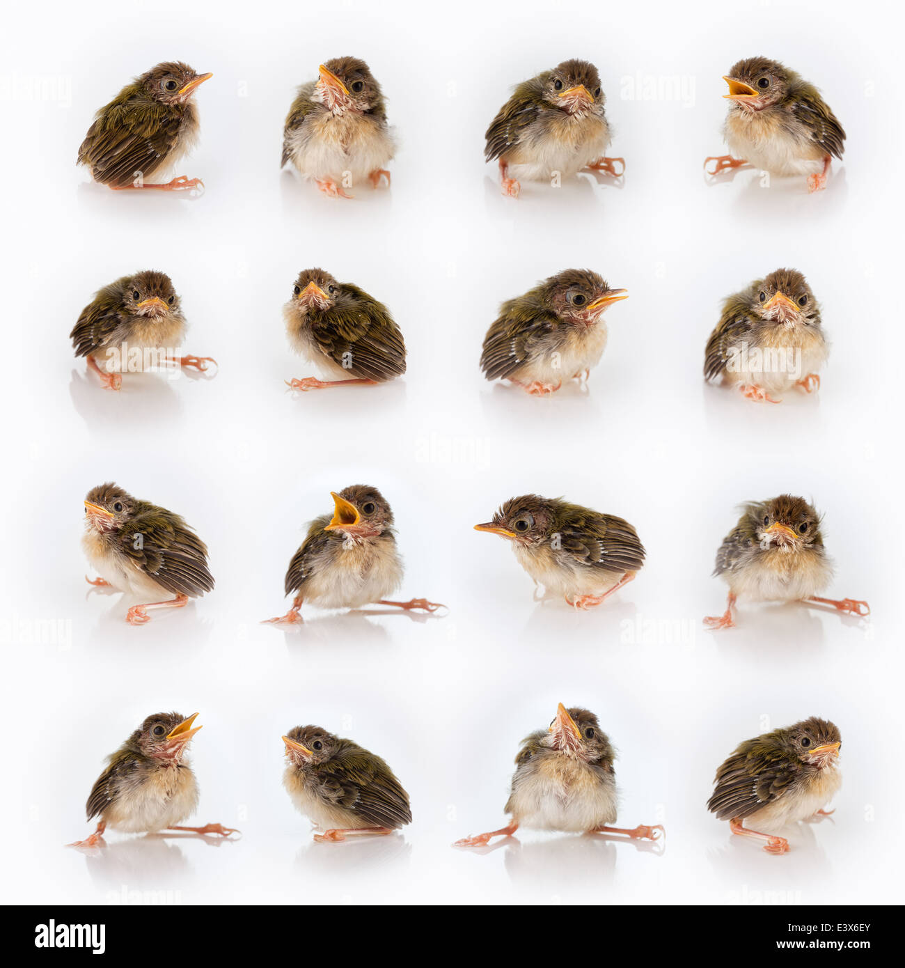 Birdy grey Cut Out Stock Images & Pictures - Alamy