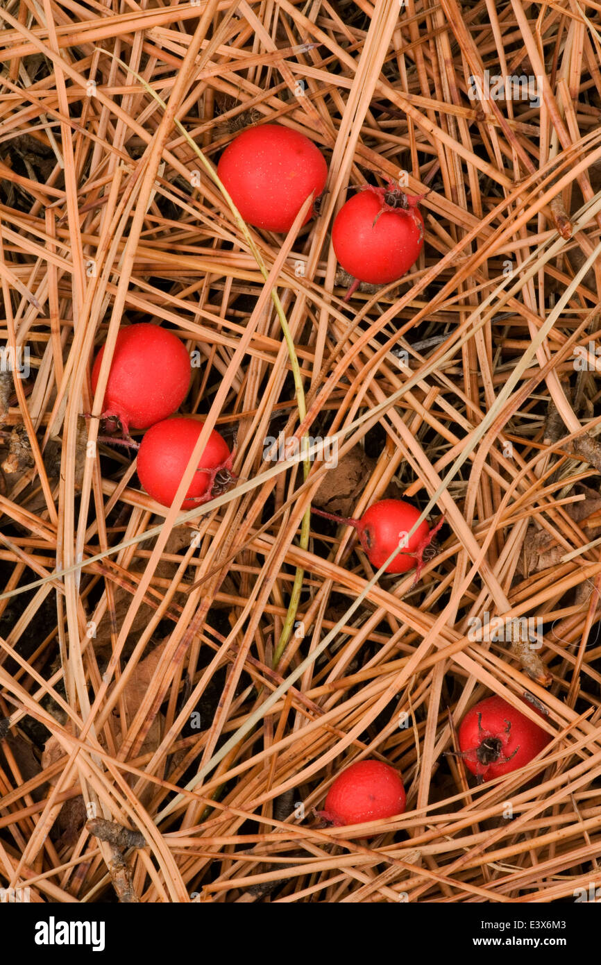 USA, Washington, Spokane County, Hawthorn berries and Ponderosa pine ...