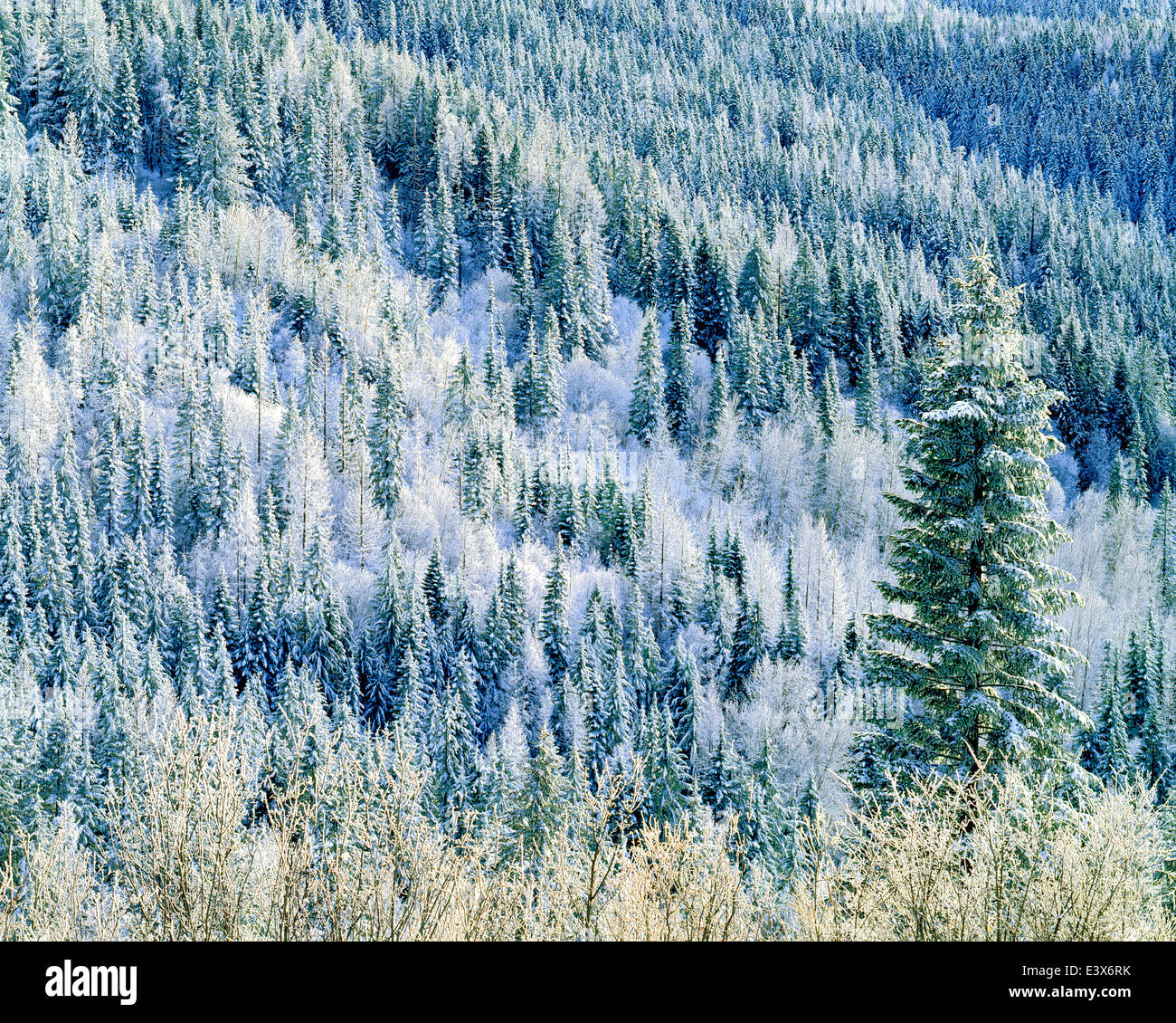 USA, Washington, Mt. Spokane State Park, aspen Stock Photo - Alamy