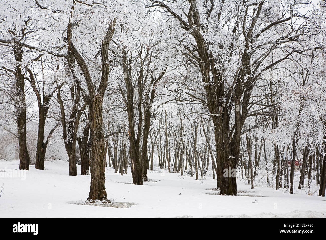 USA, Washington, Spokane County, Black Locust trees with frost Stock ...