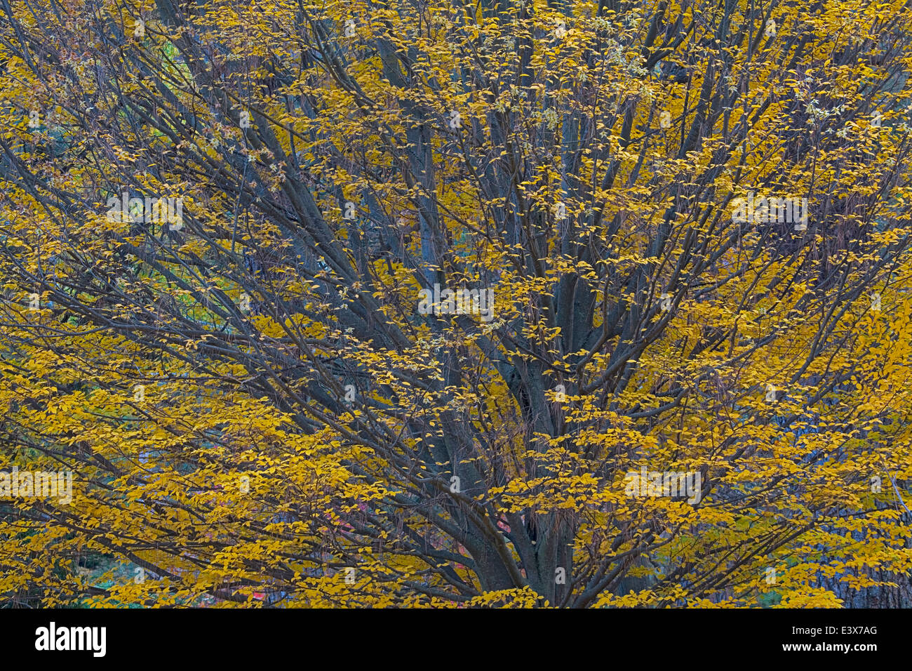 USA, Washington, Maple tree Stock Photo - Alamy