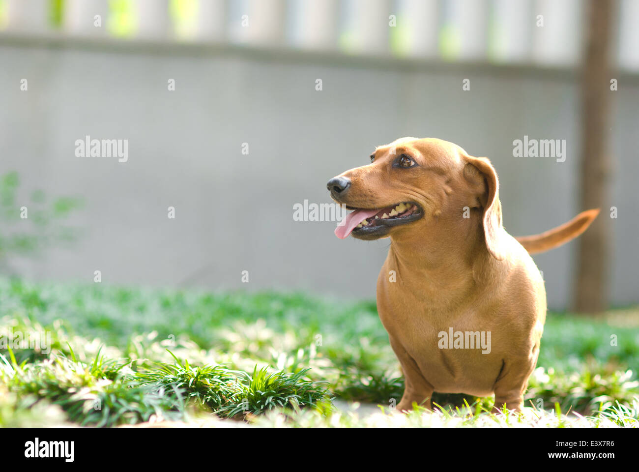 beautiful smiling puppy Stock Photo - Alamy