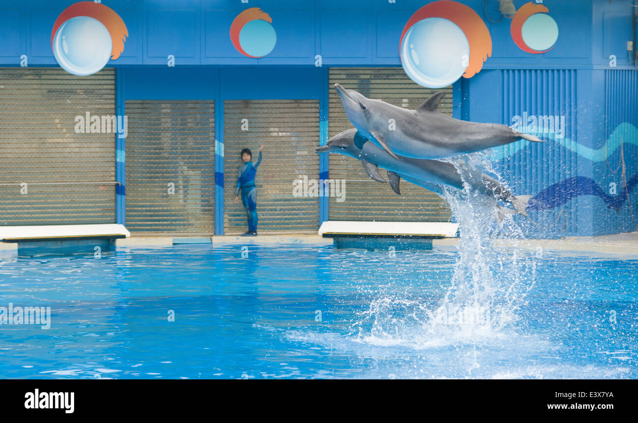 Performing dolphins hi-res stock photography and images - Alamy