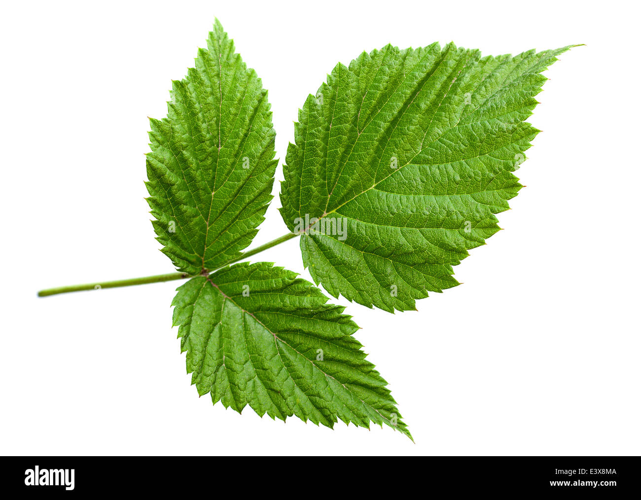 Raspberry leaf isolated on white background Stock Photo - Alamy