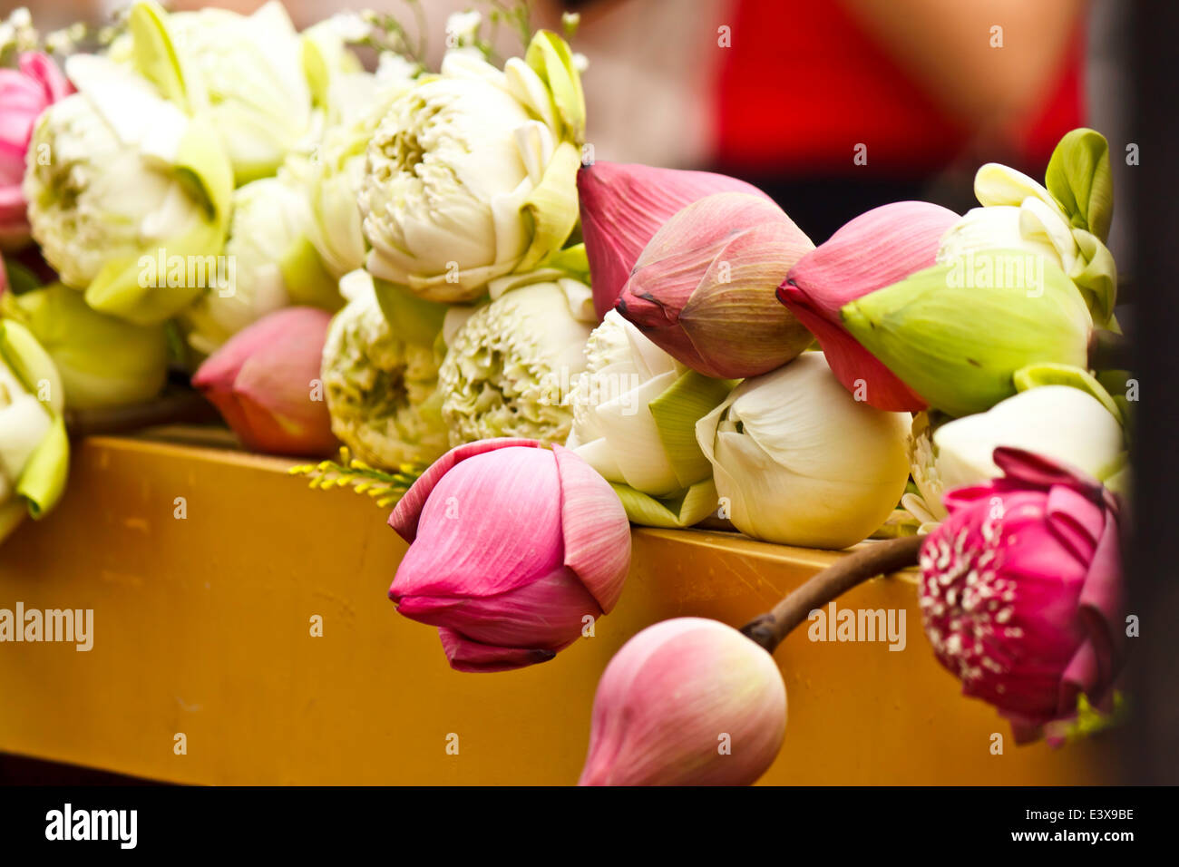 Lotus beauty lily hi-res stock photography and images - Alamy