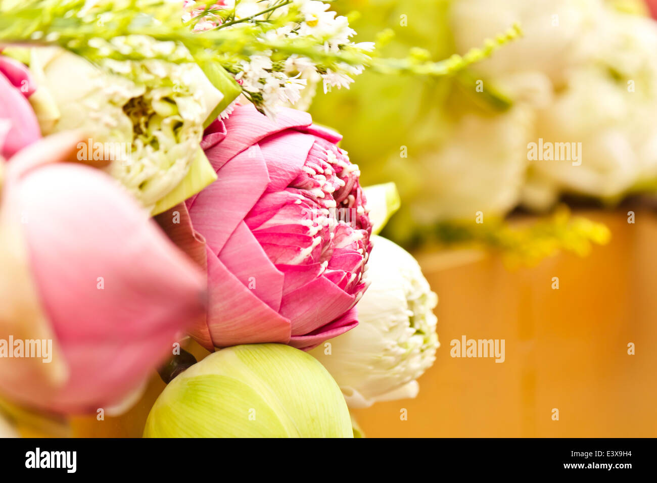 Lotus beauty lily hi-res stock photography and images - Alamy