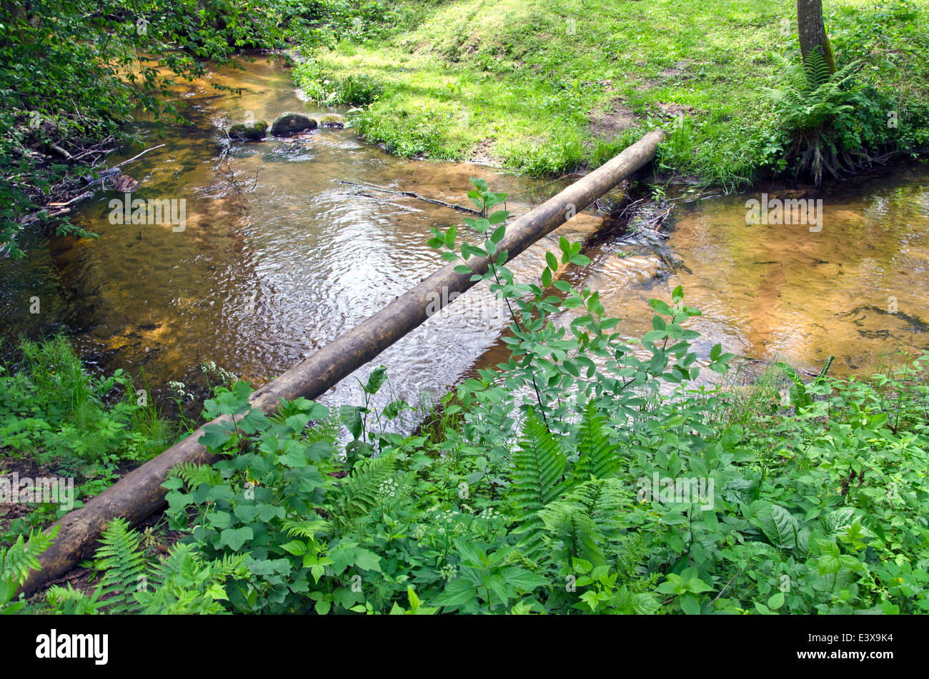 small clean summer river in nature reserve forest Stock Photo - Alamy