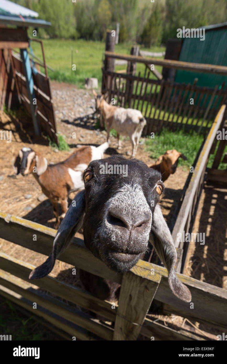 Goats on a farm in Oregon's Wallowa Valley Stock Photo - Alamy