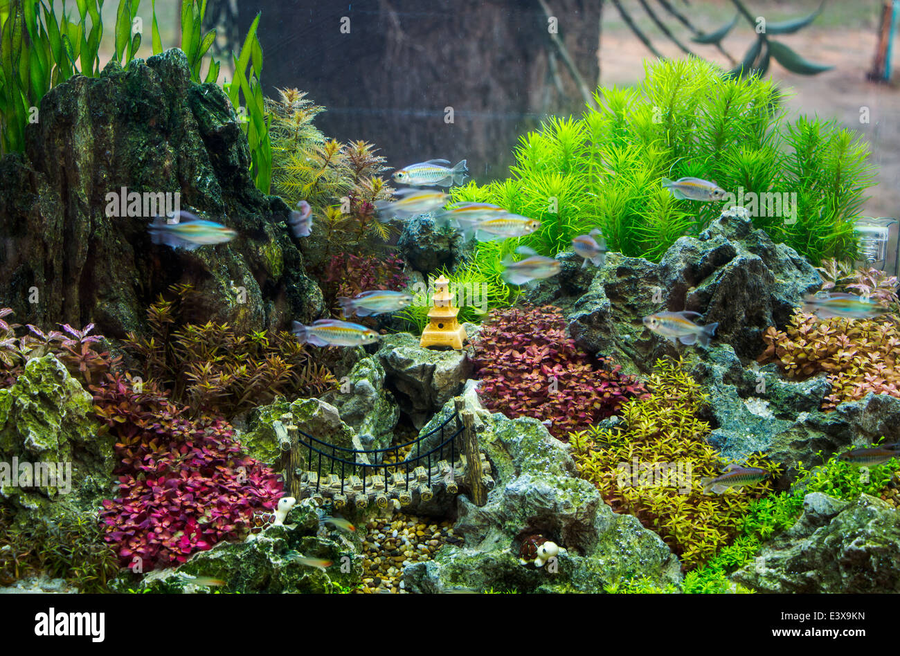 Rich goldfish hi-res stock photography and images - Alamy