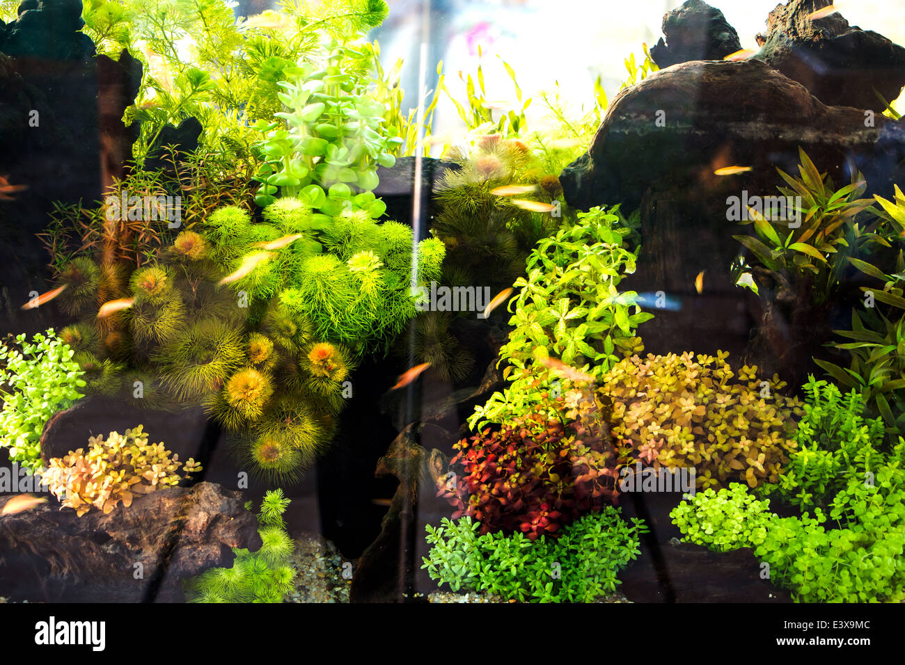 Rich goldfish hi-res stock photography and images - Alamy