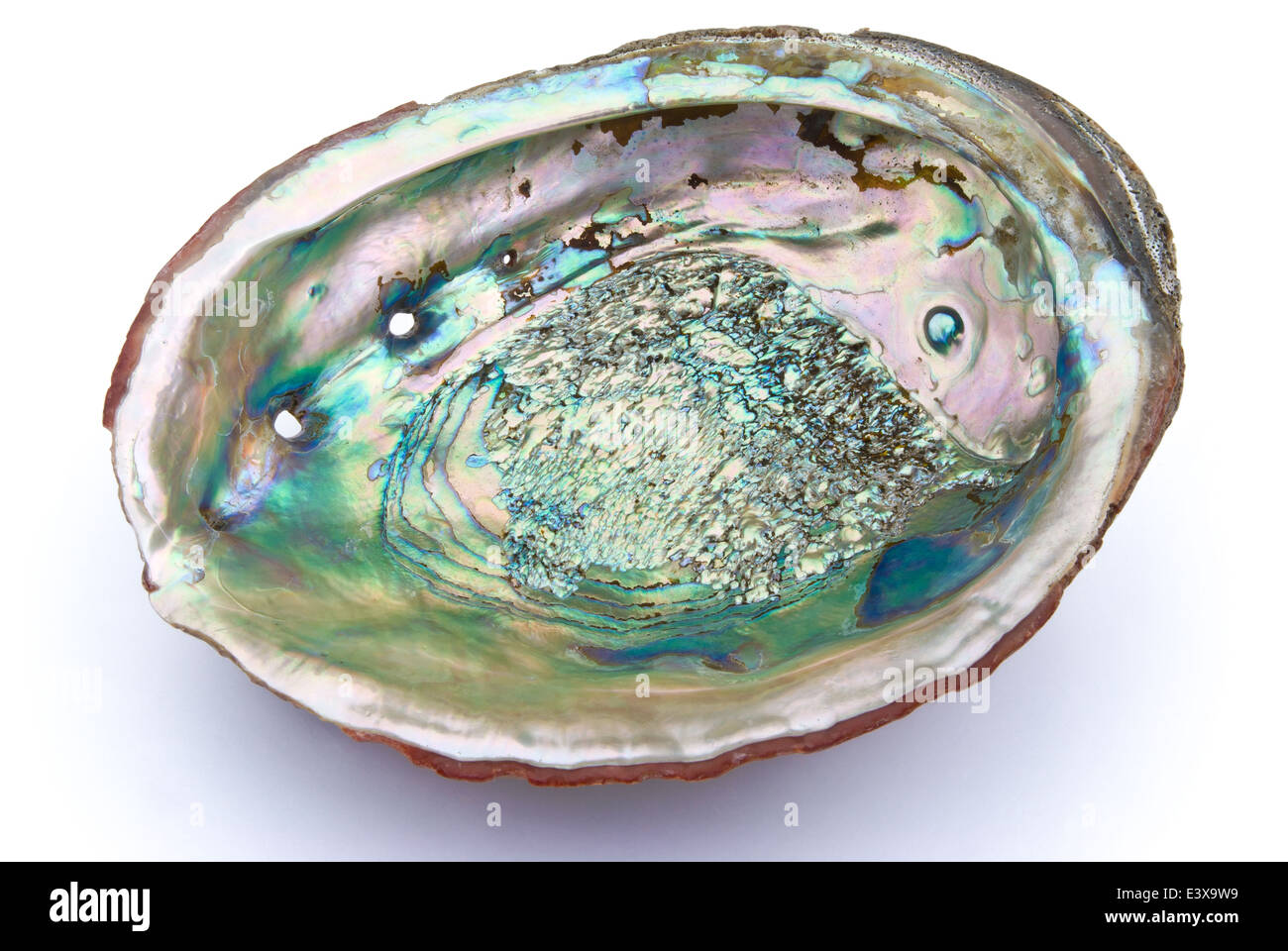 Inside Of Abalone Shell