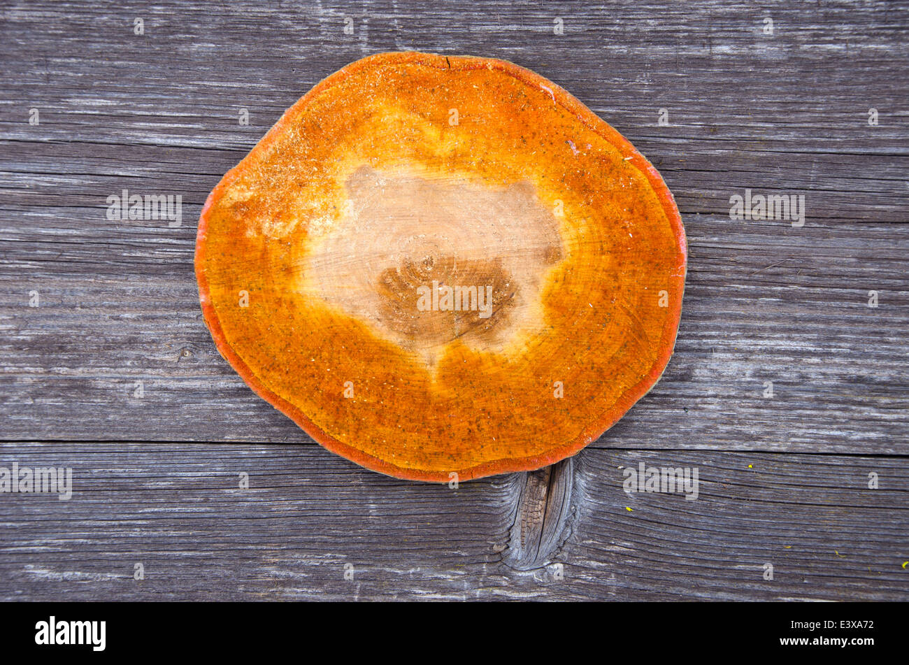 Tree cross sections hi-res stock photography and images - Alamy