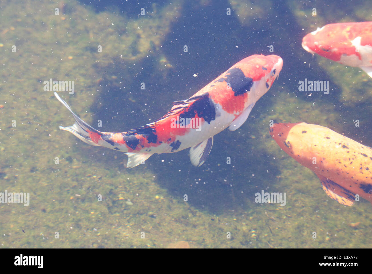 Koi fish in a pond in a park across the road from Elizabeth Bay House ...