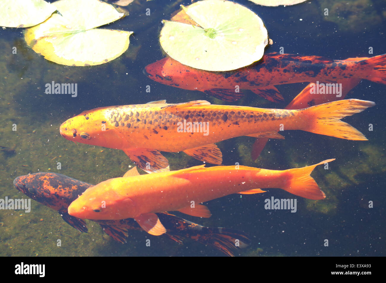 Koi fish in a pond in a park across the road from Elizabeth Bay House ...