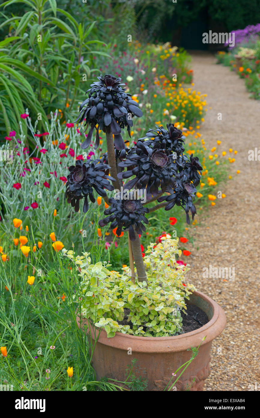 House Leek in pot on Gravel garden path and herbaceous borders June ...