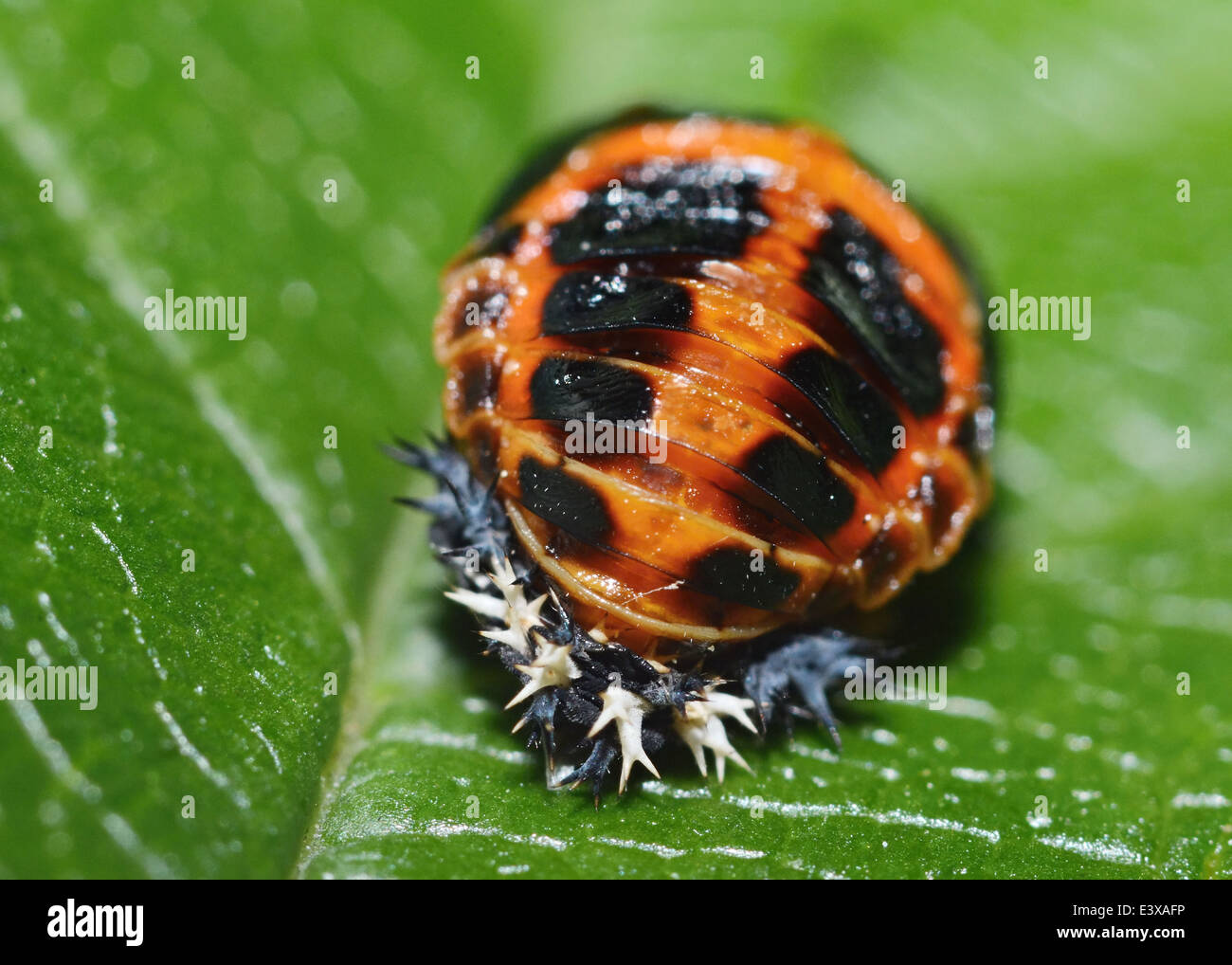 Ladybug pupa hi-res stock photography and images - Alamy