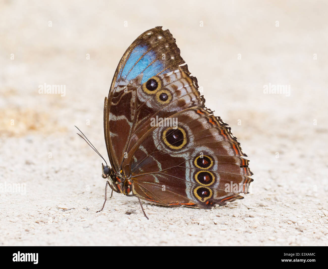 Large brown and blue butterfly resting in the sand Stock Photo - Alamy