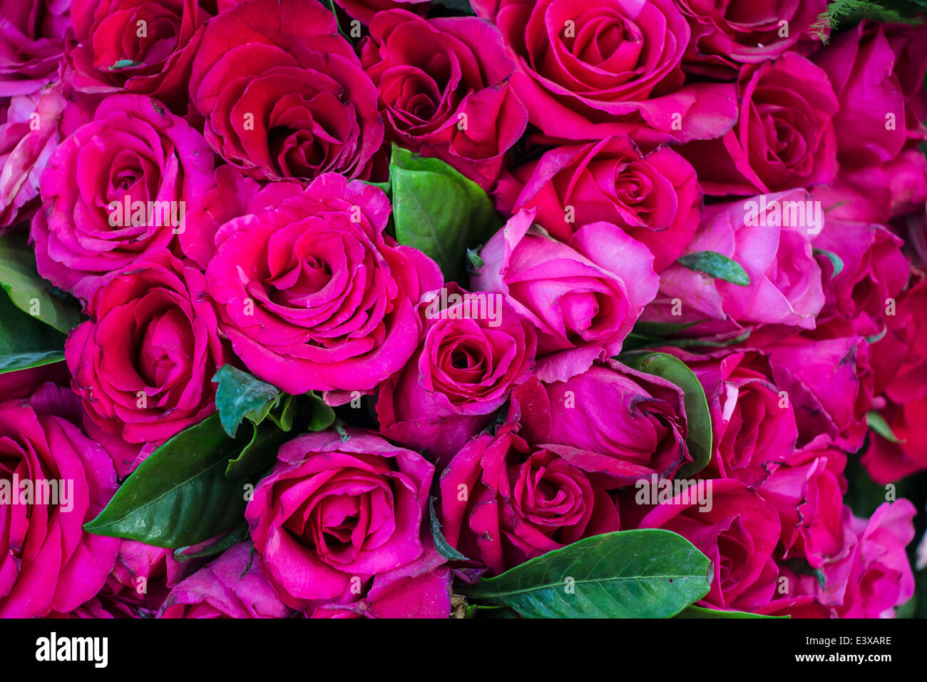 Pink rose Flowers background Stock Photo - Alamy