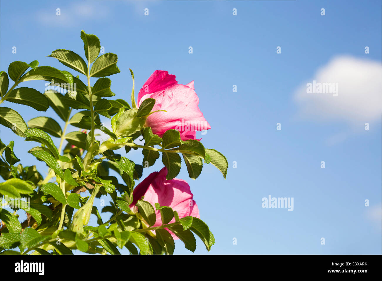 Rose hip bush hi-res stock photography and images - Alamy