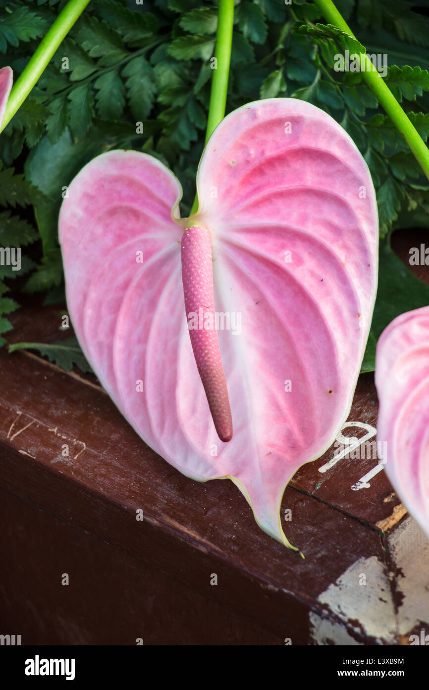 Strange shaped flower hi-res stock photography and images - Alamy
