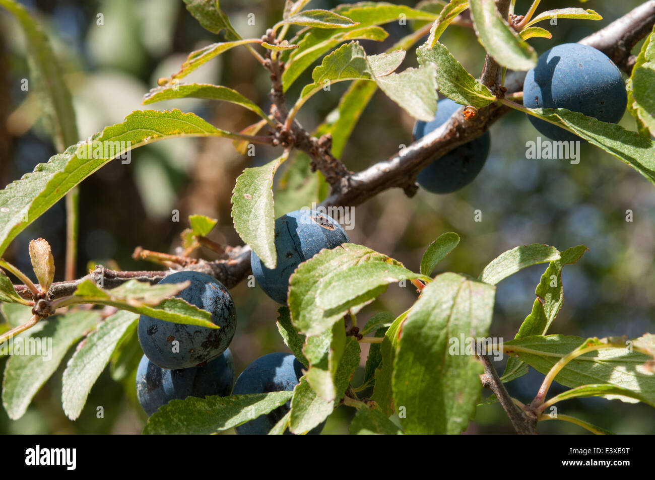 Leaves and fruits of Blackthorn, Prunus spinosa Stock Photo - Alamy