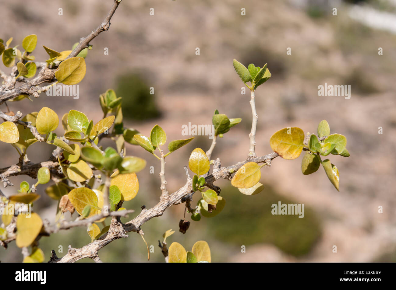 Detail of Withania frutescens Stock Photo - Alamy