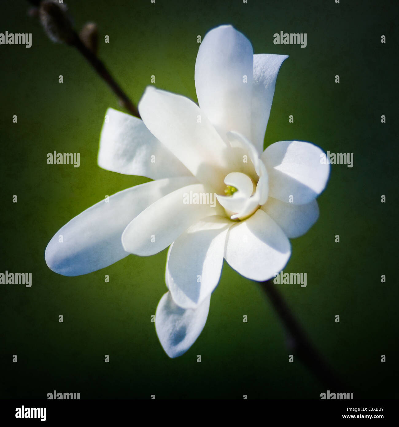 White Magnolia Flower. View of the white magnolia flower against dark ...