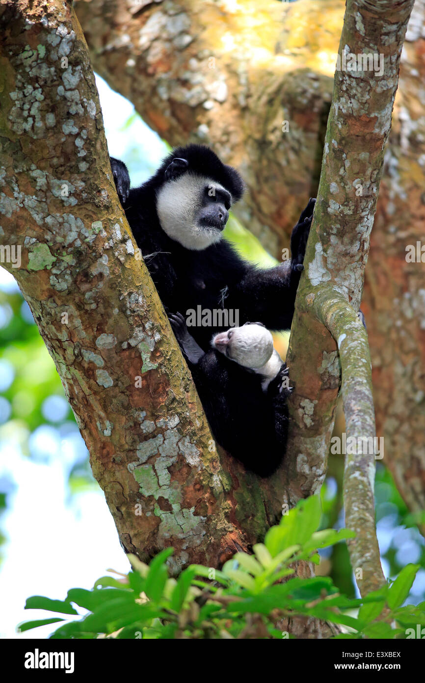 Angolan Colobus or Angola Colobus (Colobus angolensis), female with ...