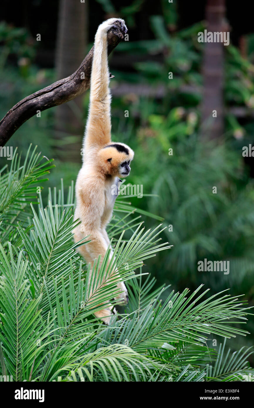 White cheeked crested gibbon hi-res stock photography and images - Alamy