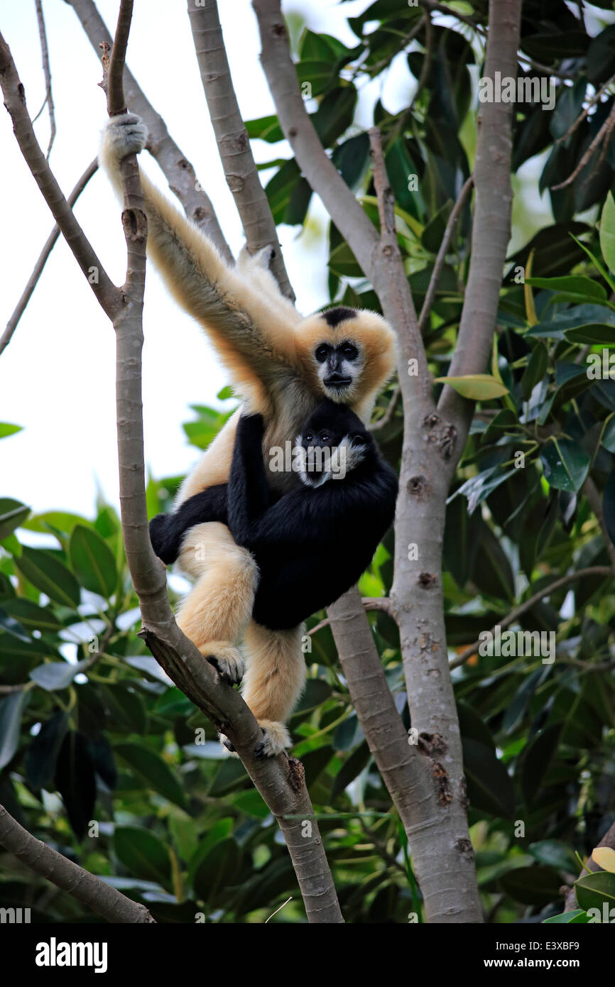 Northern White-cheeked Gibbons (Nomascus leucogenys), adult female with ...