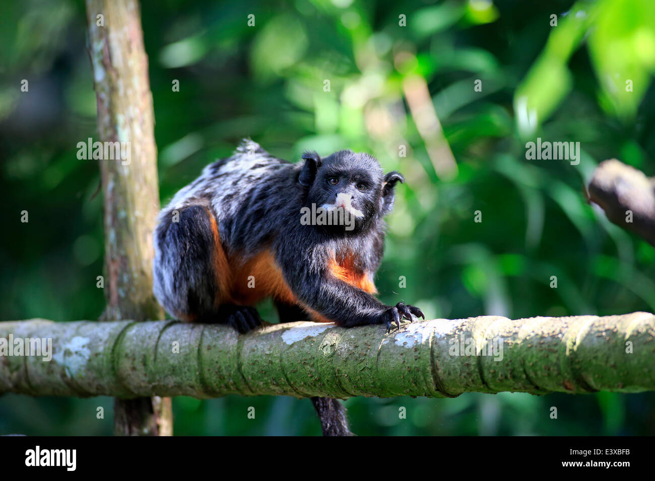 Red-chested Moustached Tamarin (Saguinus labiatus), adult on a tree ...