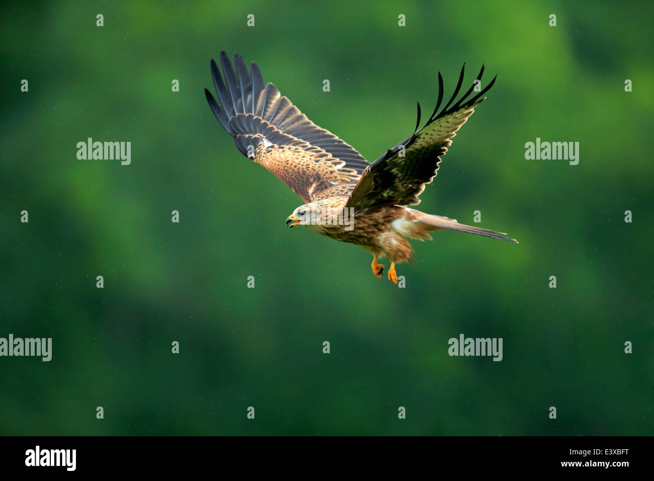 Red Kite (Milvus milvus), adult, flying, calling, Eifel, Germany Stock ...