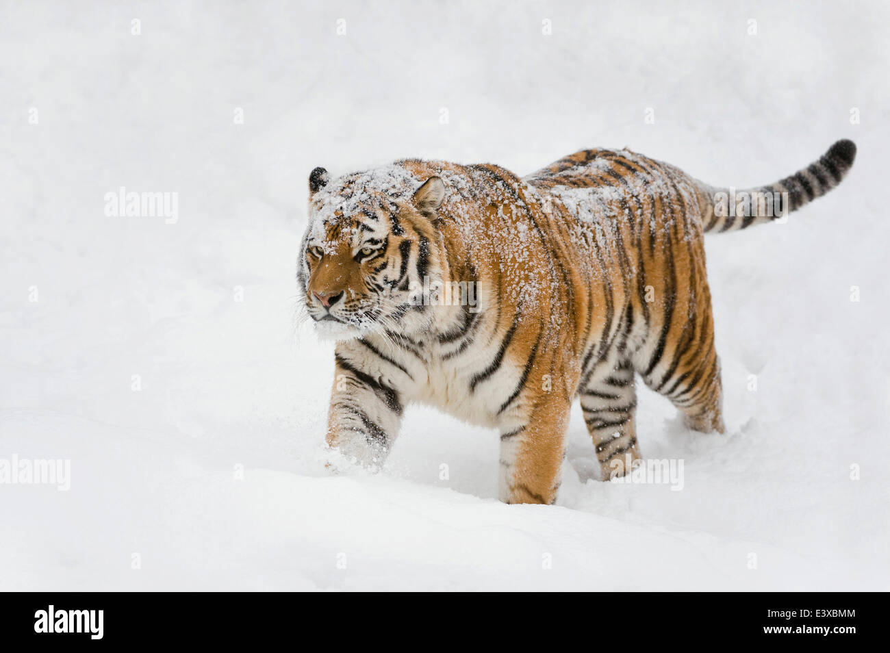 Siberian Tiger or Amur Tiger (Panthera tigris altaica) walking in the snow, captive, Saxony ...