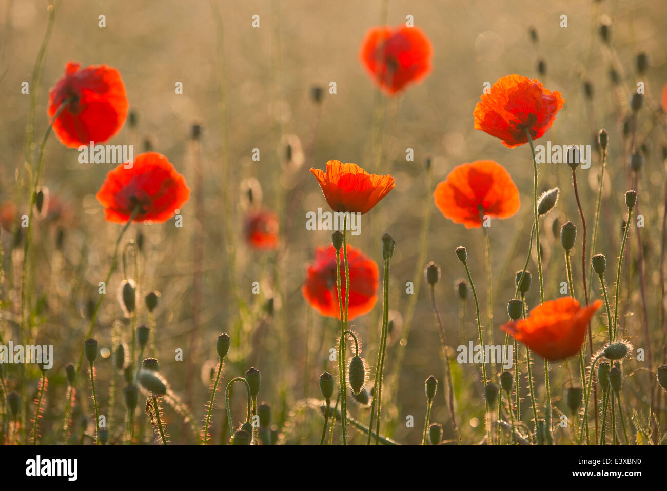 Corn Poppies (Papaver rhoeas), flowering, Thuringia, Germany Stock ...