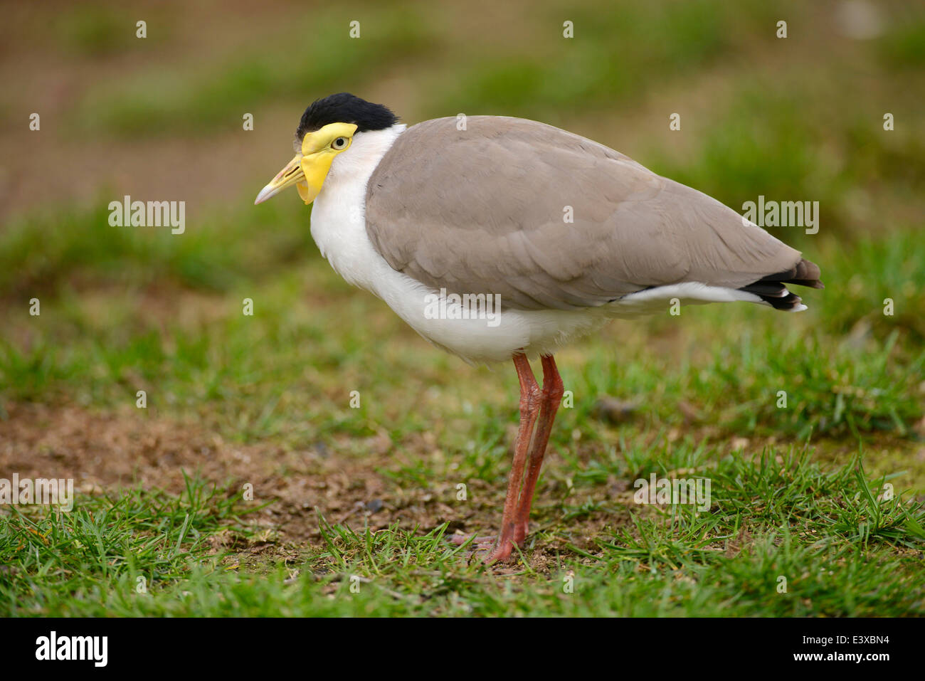 Mask Lapwing (Vanellus miles), captive, Saxony-Anhalt, Germany Stock ...